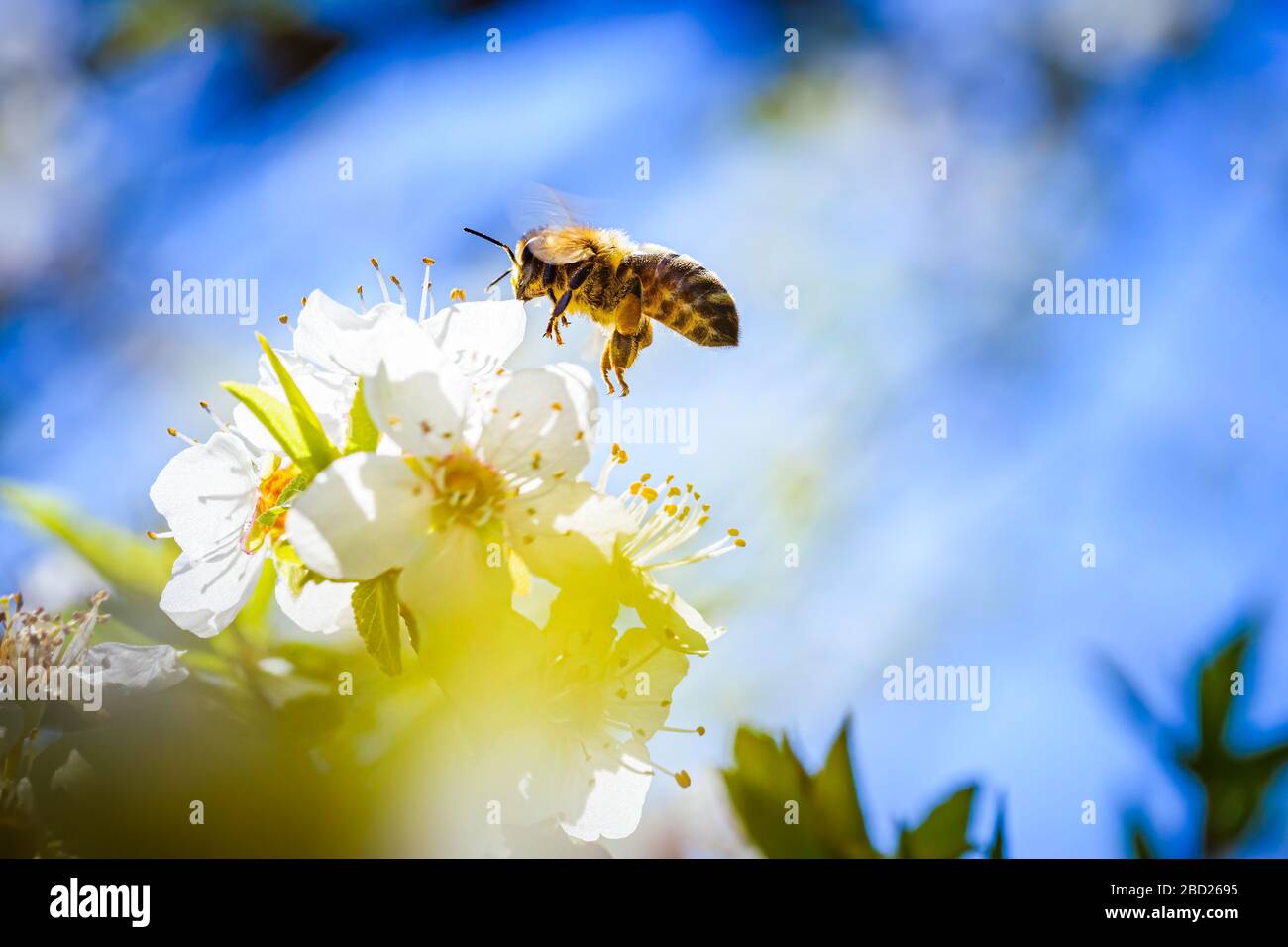 Close-up photo of a Honey Bee gathering nectar and spreading pollen on ...