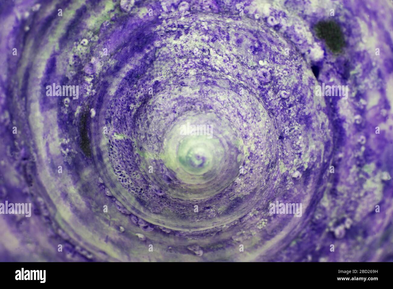 Macro photography of the spiral pattern on a seashell. Concept ...