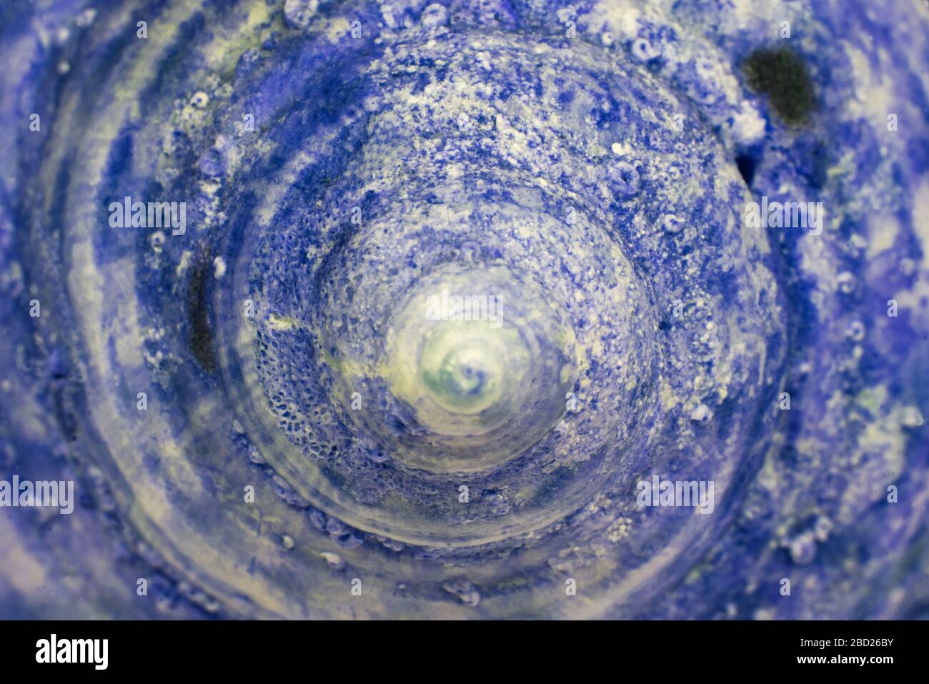 Macro photography of the spiral pattern on a seashell. Concept ...