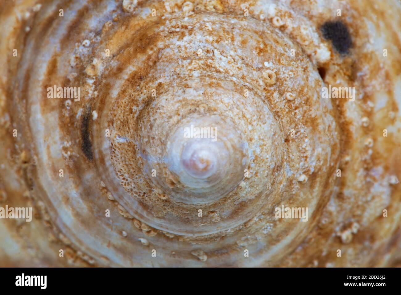 Macro photography of the spiral pattern on a seashell. Concept ...