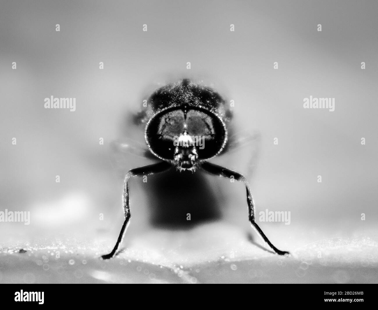 Cyclorrhapha Black and White Stock Photos & Images - Alamy