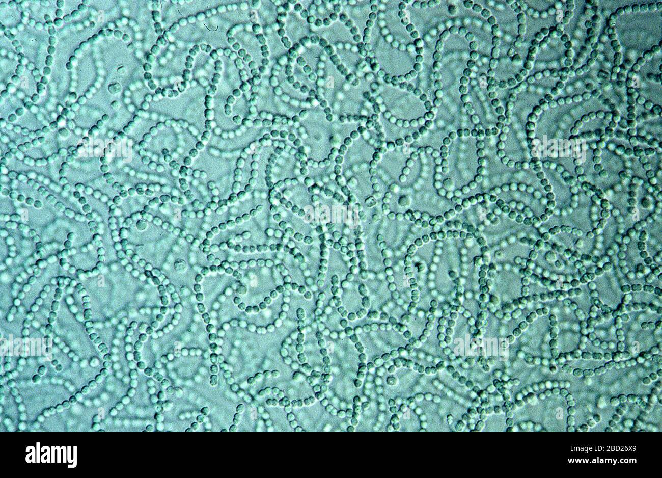 Cyanobacteria microscope hi-res stock photography and images - Alamy
