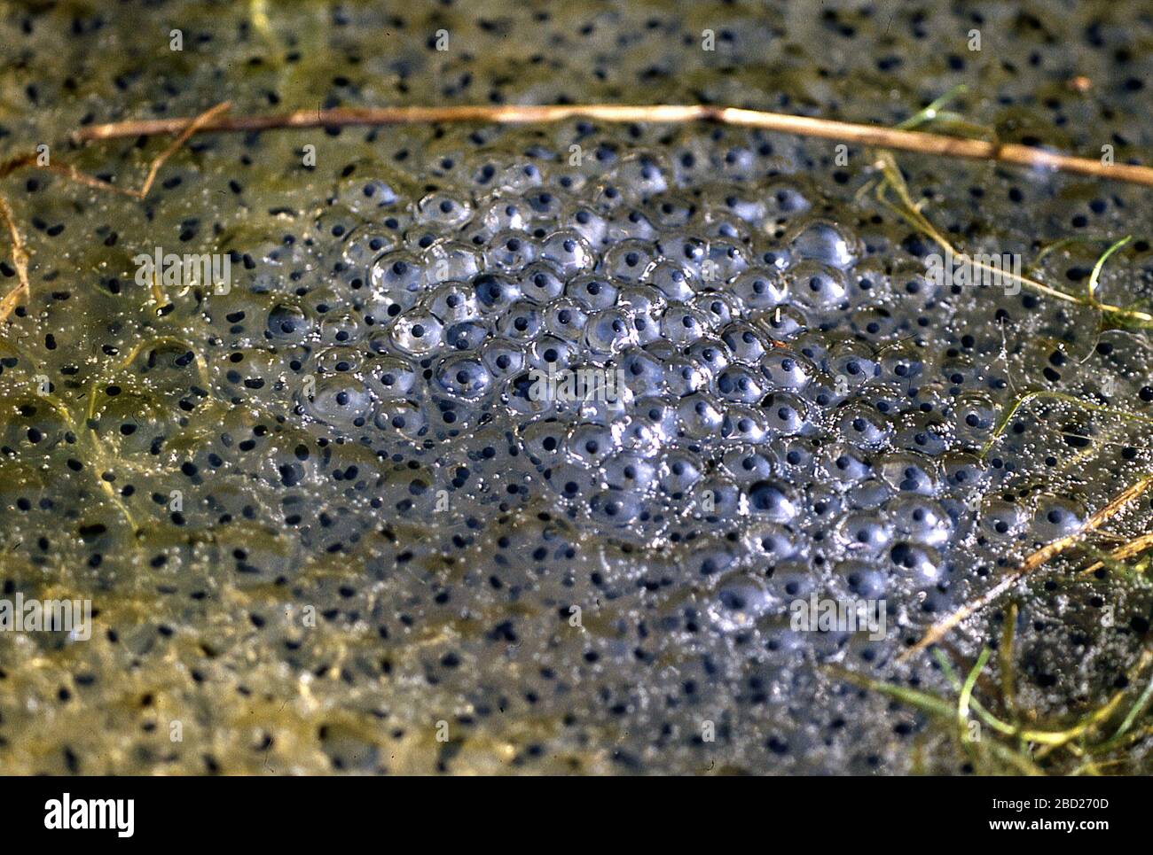 shiny frog spawn swims in the pond Stock Photo - Alamy