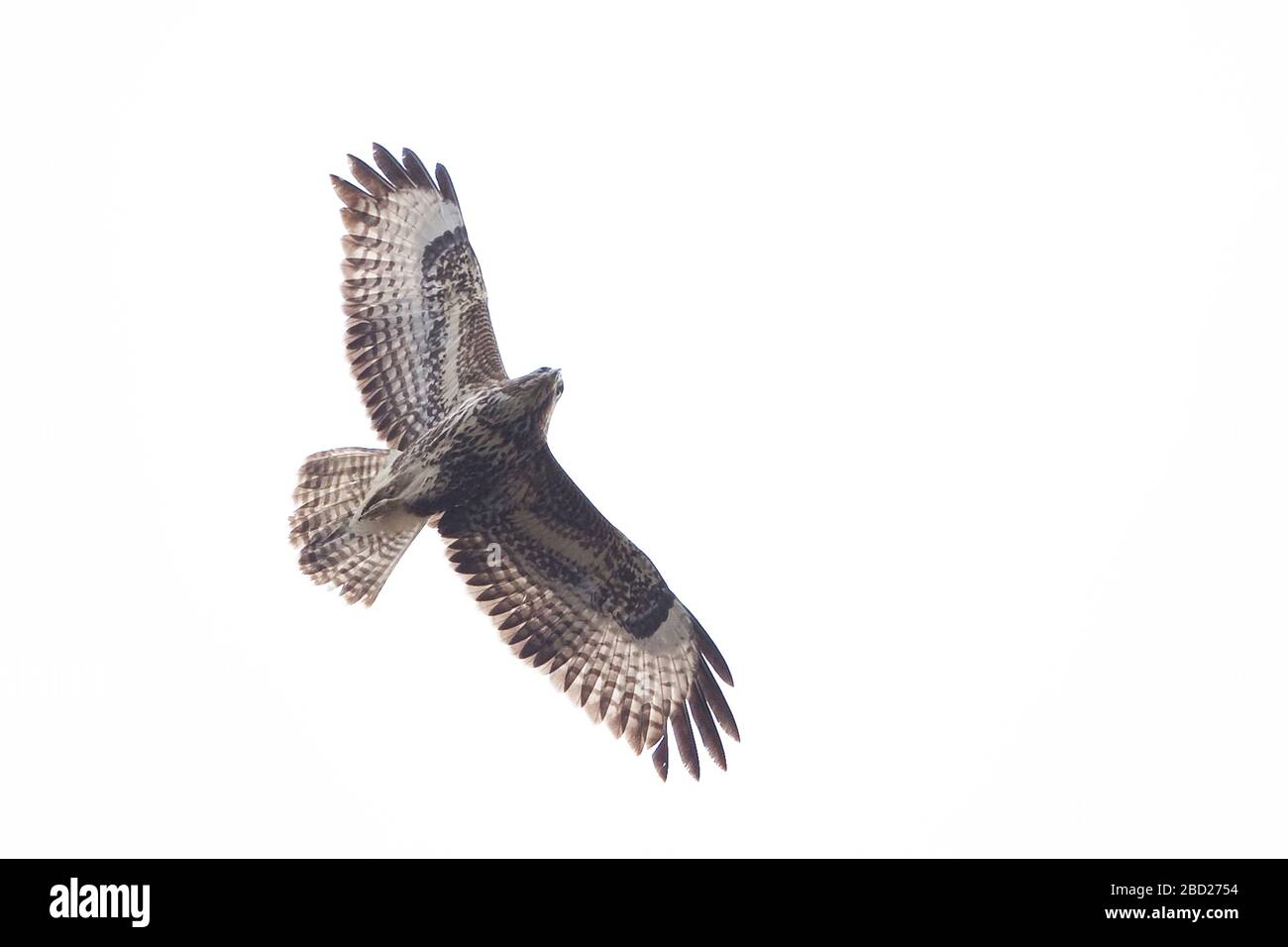 Buzzard flying circling hi-res stock photography and images - Alamy