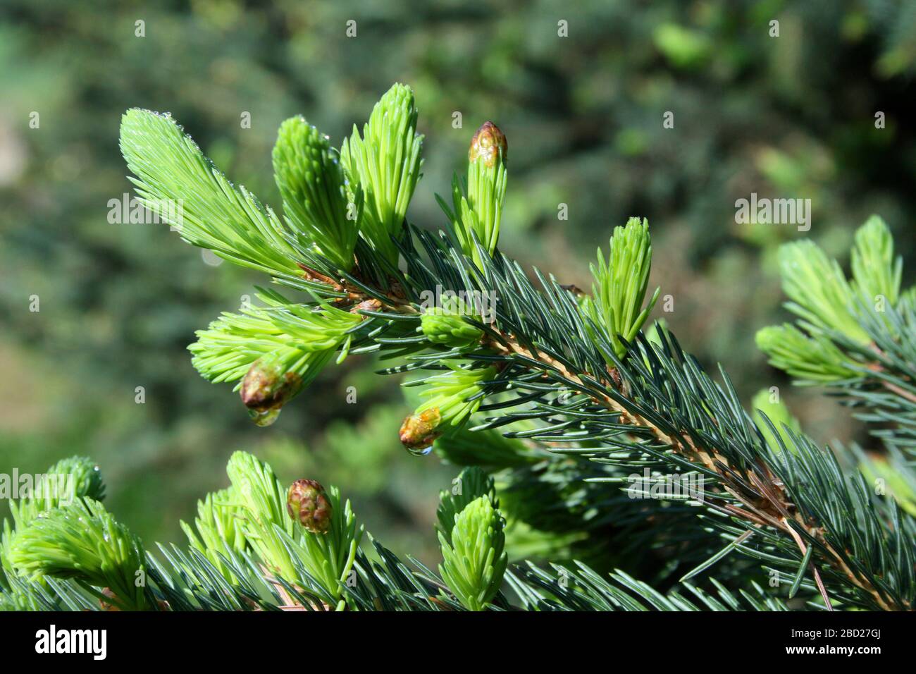 Conifer twigs hi-res stock photography and images - Alamy
