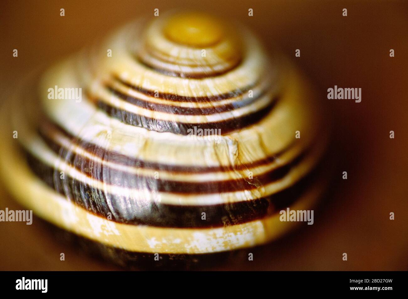 Guernsey. Wildlife. Molluscs. Grove Snail shell. Cepaea nemoralis Stock ...