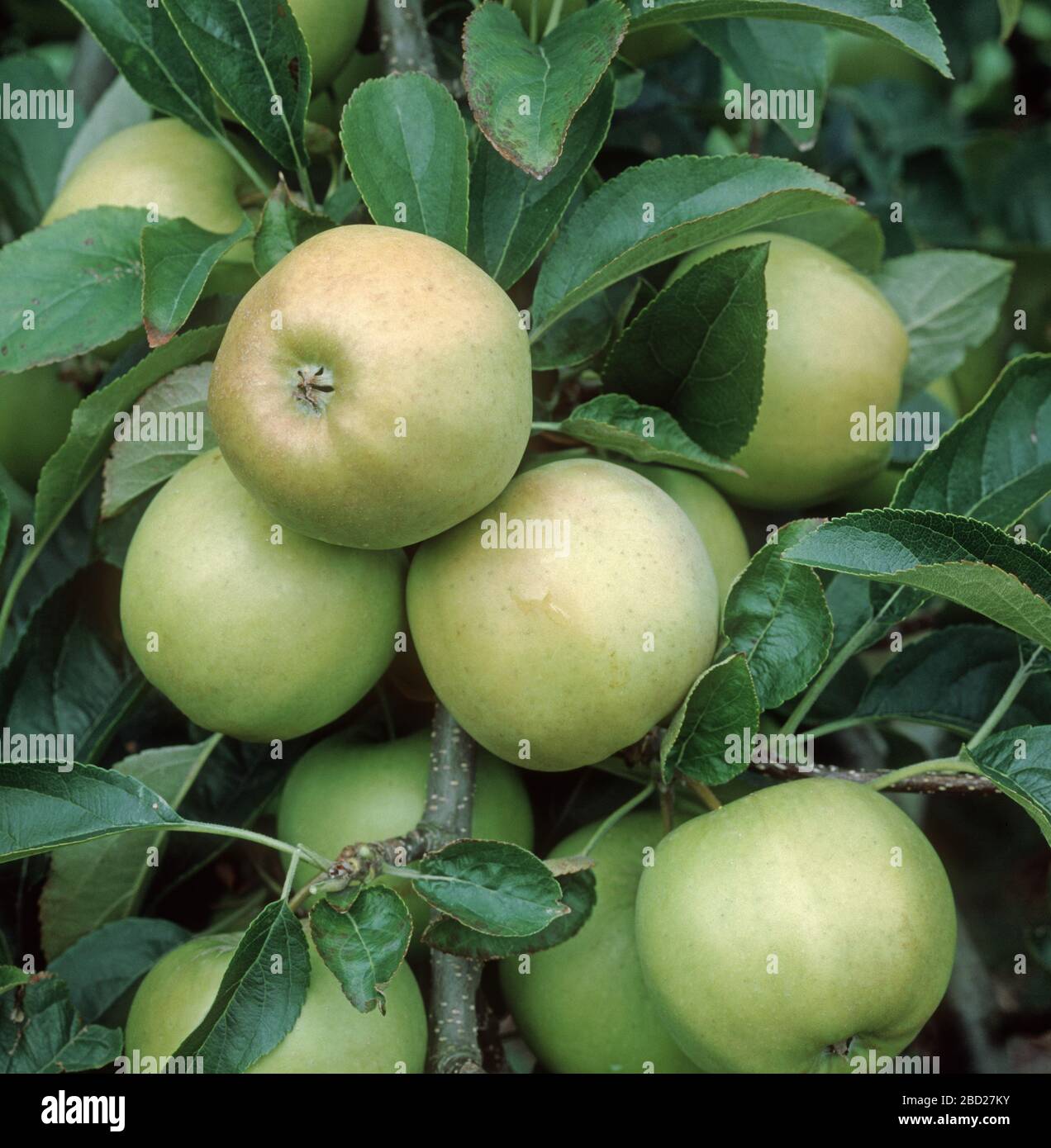 Golden Delicious Apple Tree Leaf