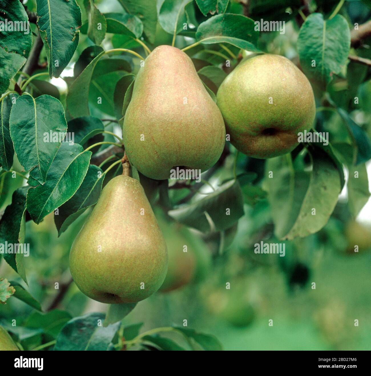 Red pears on tree in orchard hi-res stock photography and images - Alamy