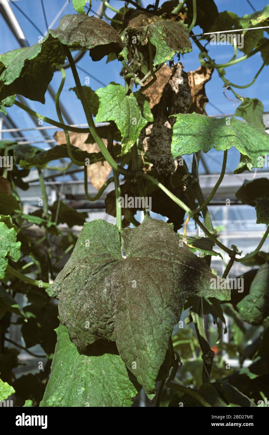 Aphid sooty mould leaf hi-res stock photography and images - Alamy