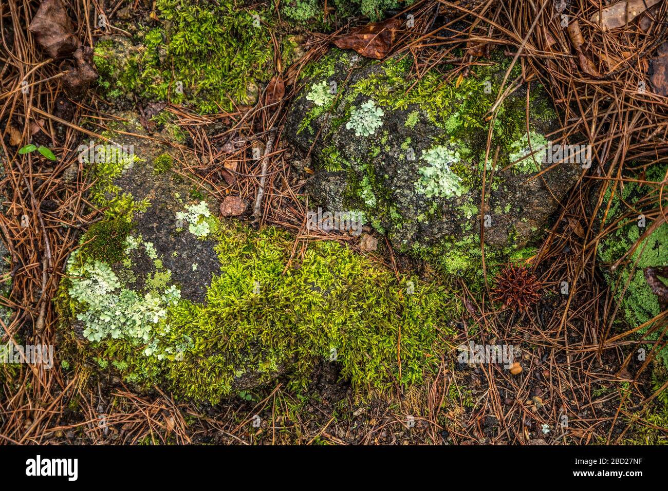 Several different species of lichens and mosses growing on the large ...