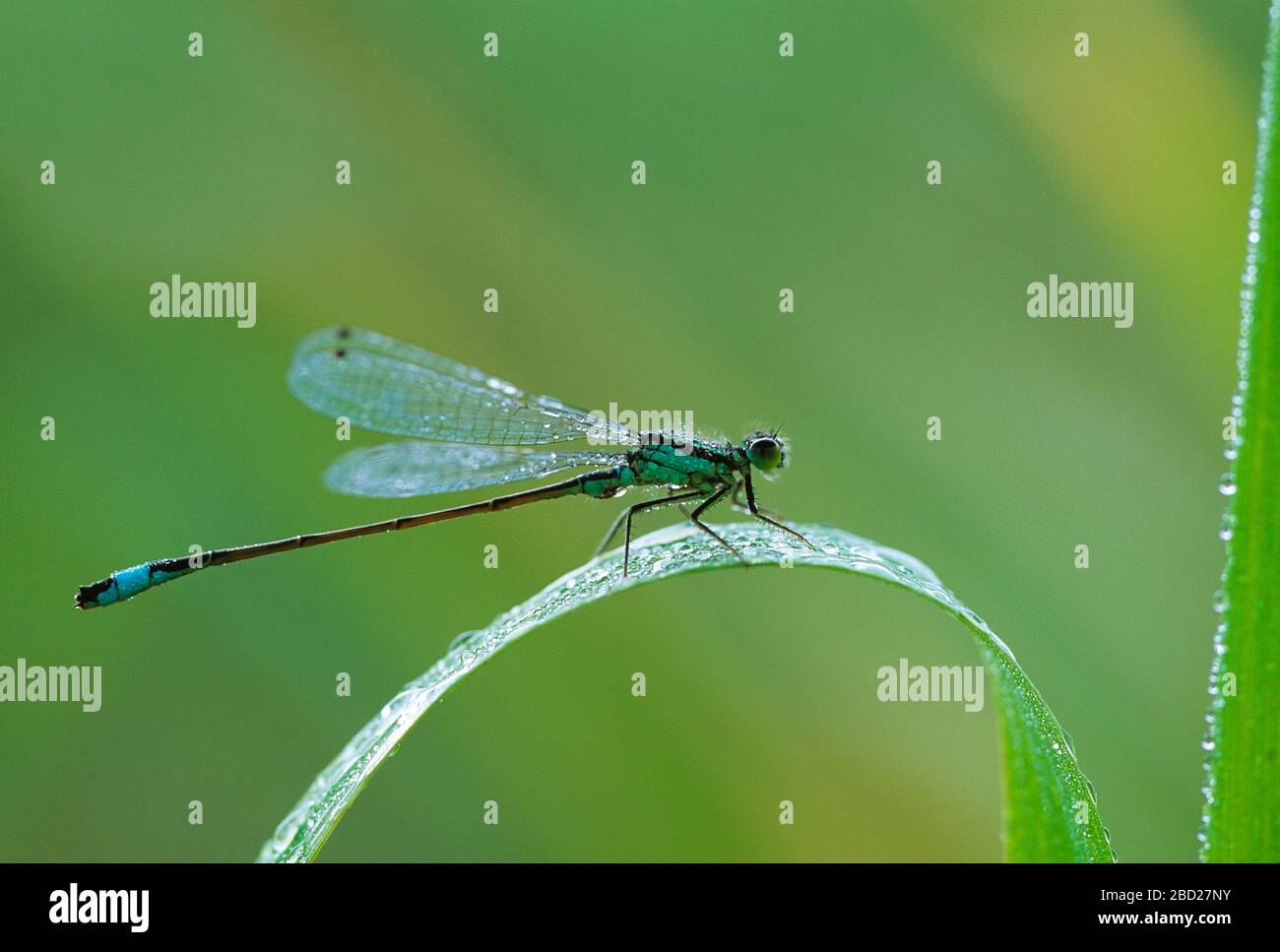 Side view of damselfly hi-res stock photography and images - Alamy