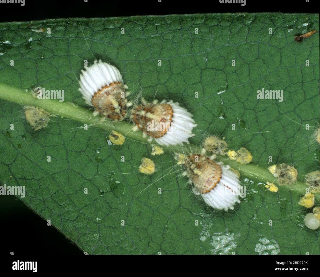 Scale insect pest hi-res stock photography and images - Alamy