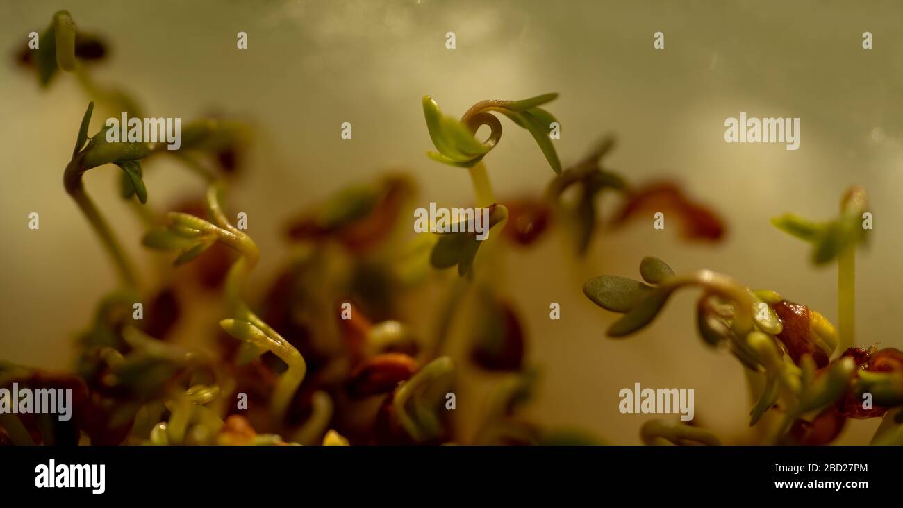 Fresh garden cress close hi-res stock photography and images - Alamy