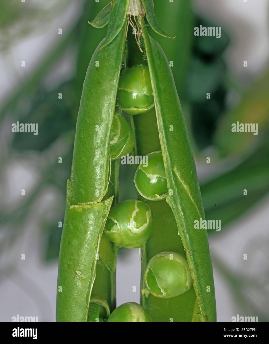 PSbMV (pea seedborne mosaic virus) virus damage to peas in the pod ...