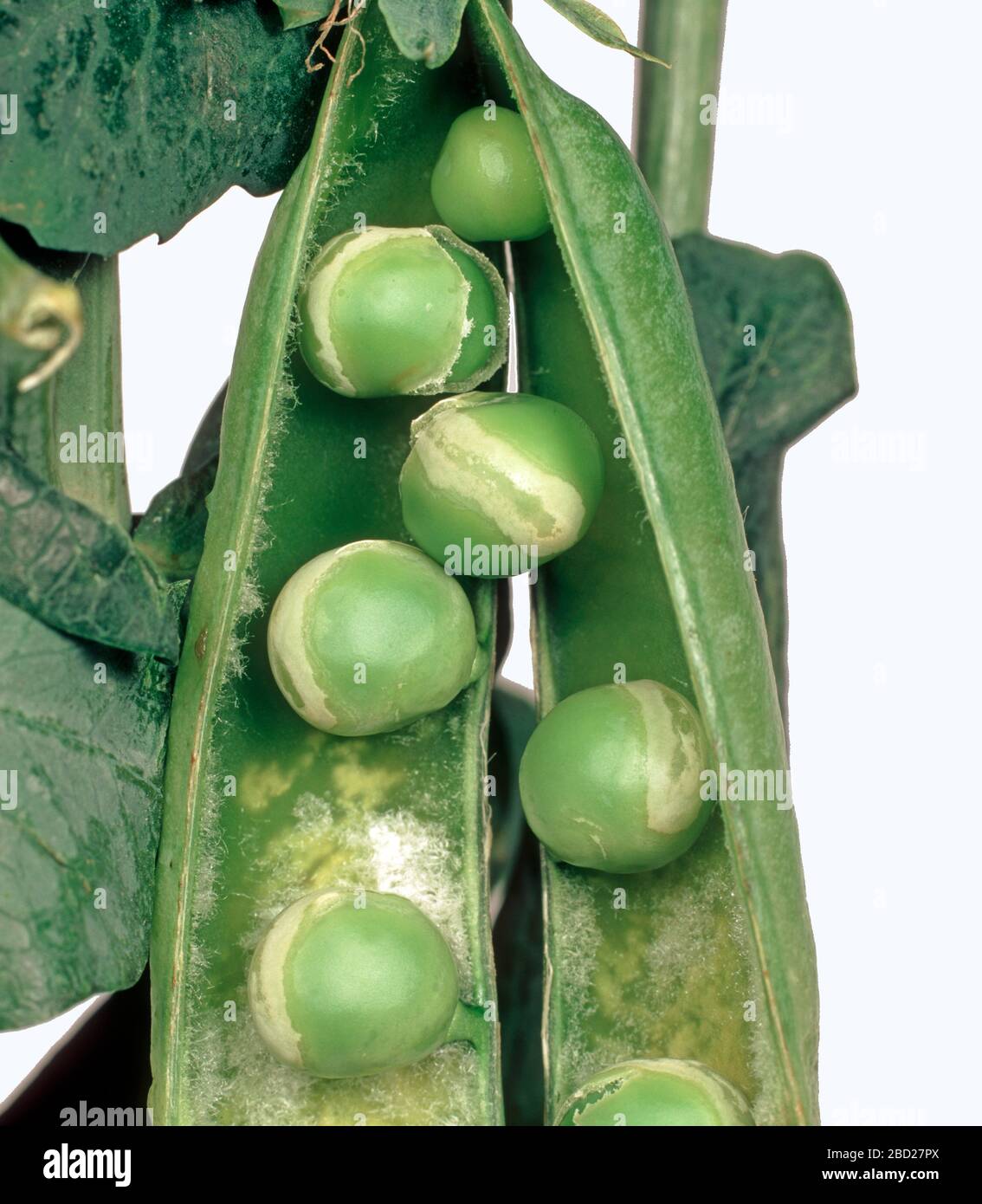 PSbMV (pea seedborne mosaic virus) virus damage to peas in the pod ...