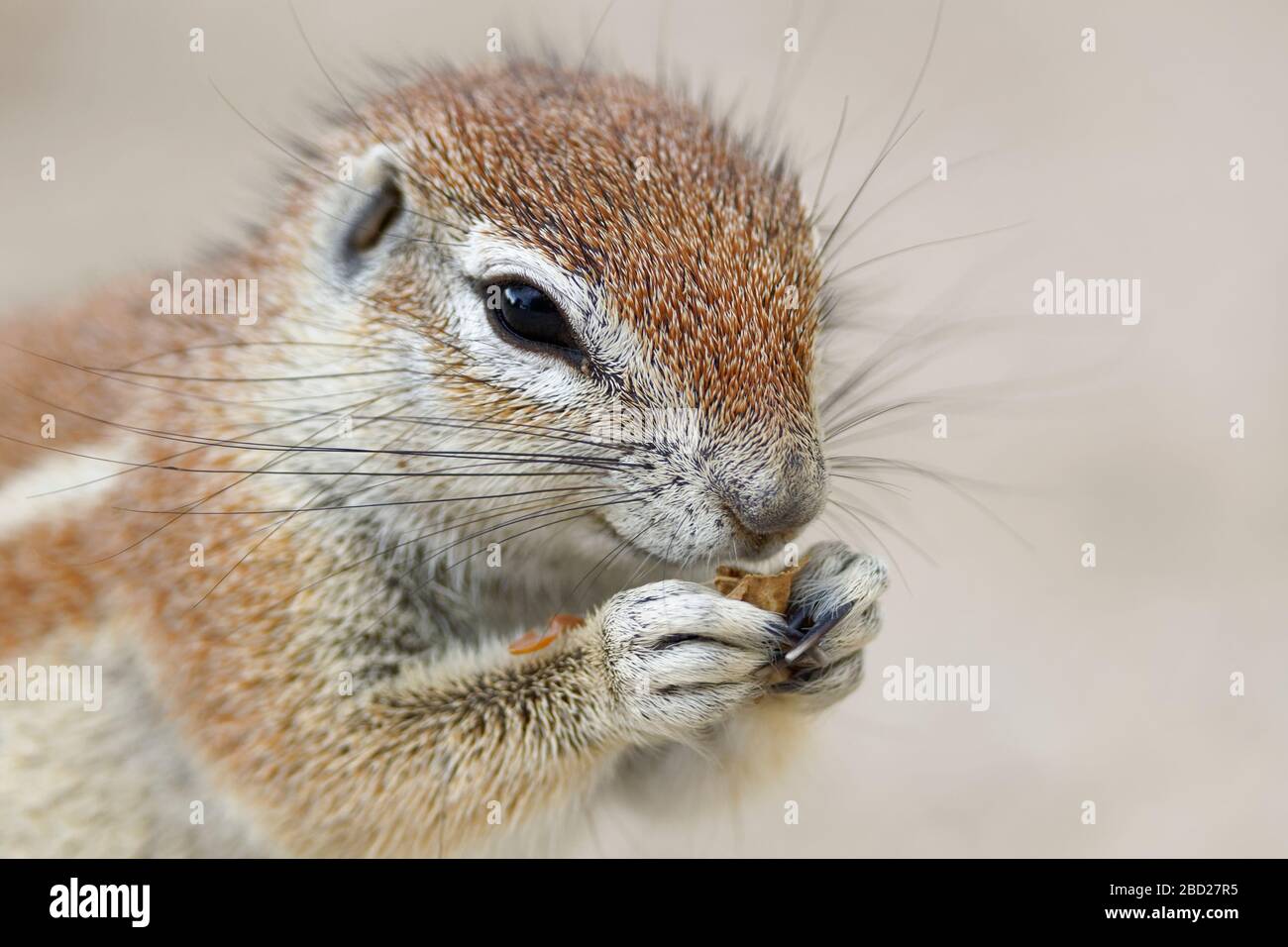 Cape ground squirrel (Xerus inauris), young, feeding, Kgalagadi ...