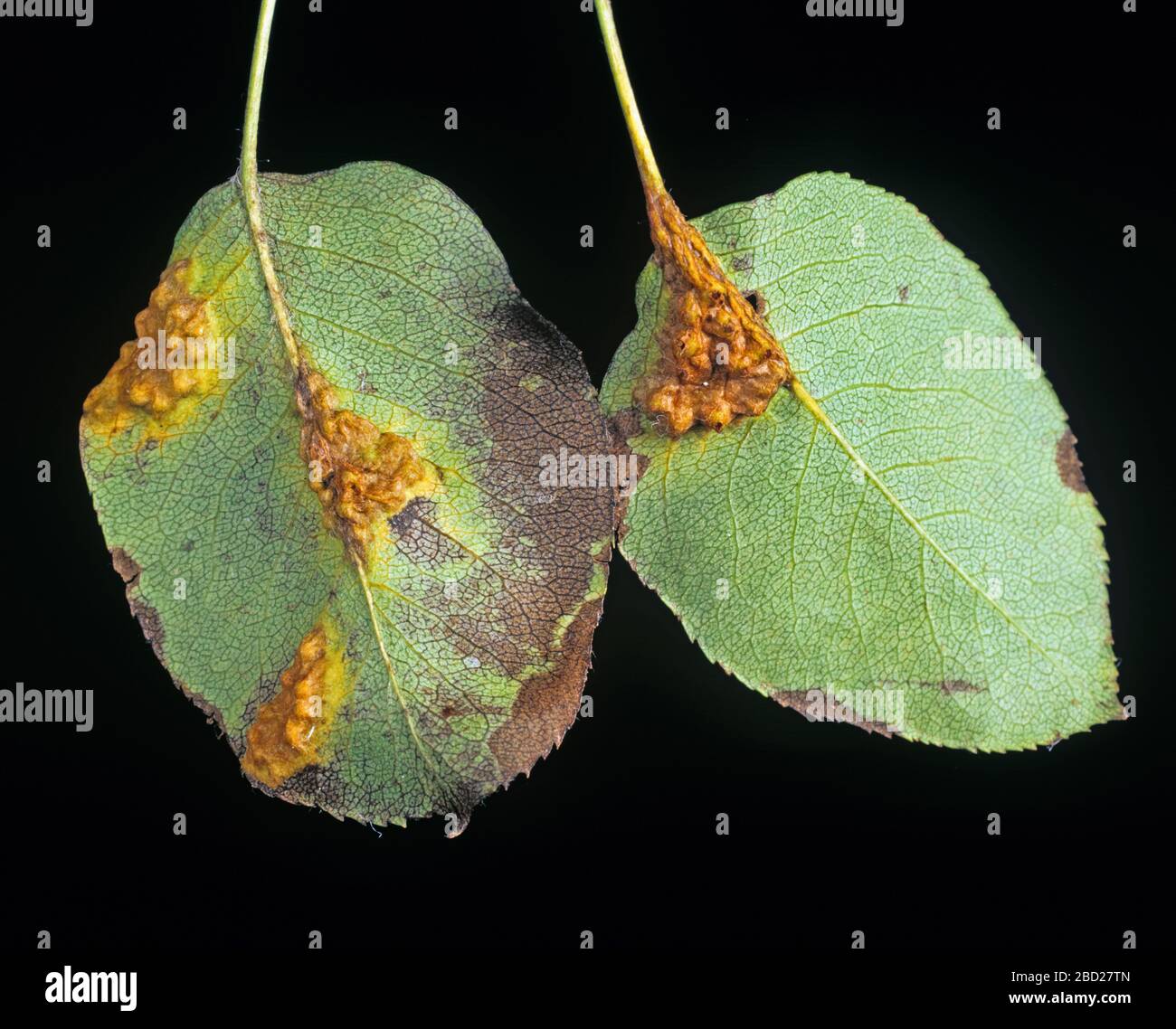 Pear rust (Gymnosporangium fuscum) pustules and damage on the lower ...