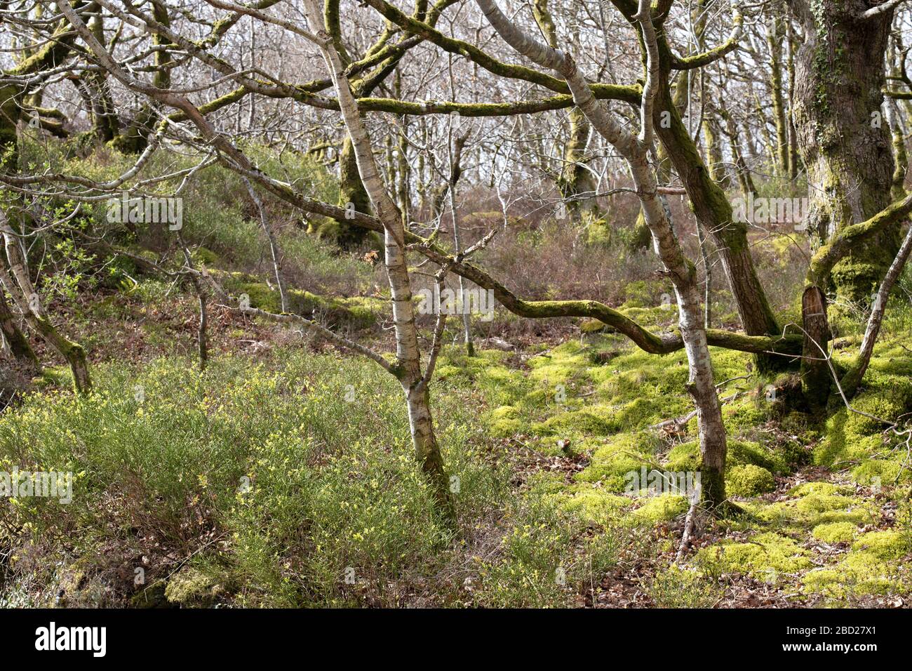 Wind blown trees in woodland in the UK Stock Photo - Alamy