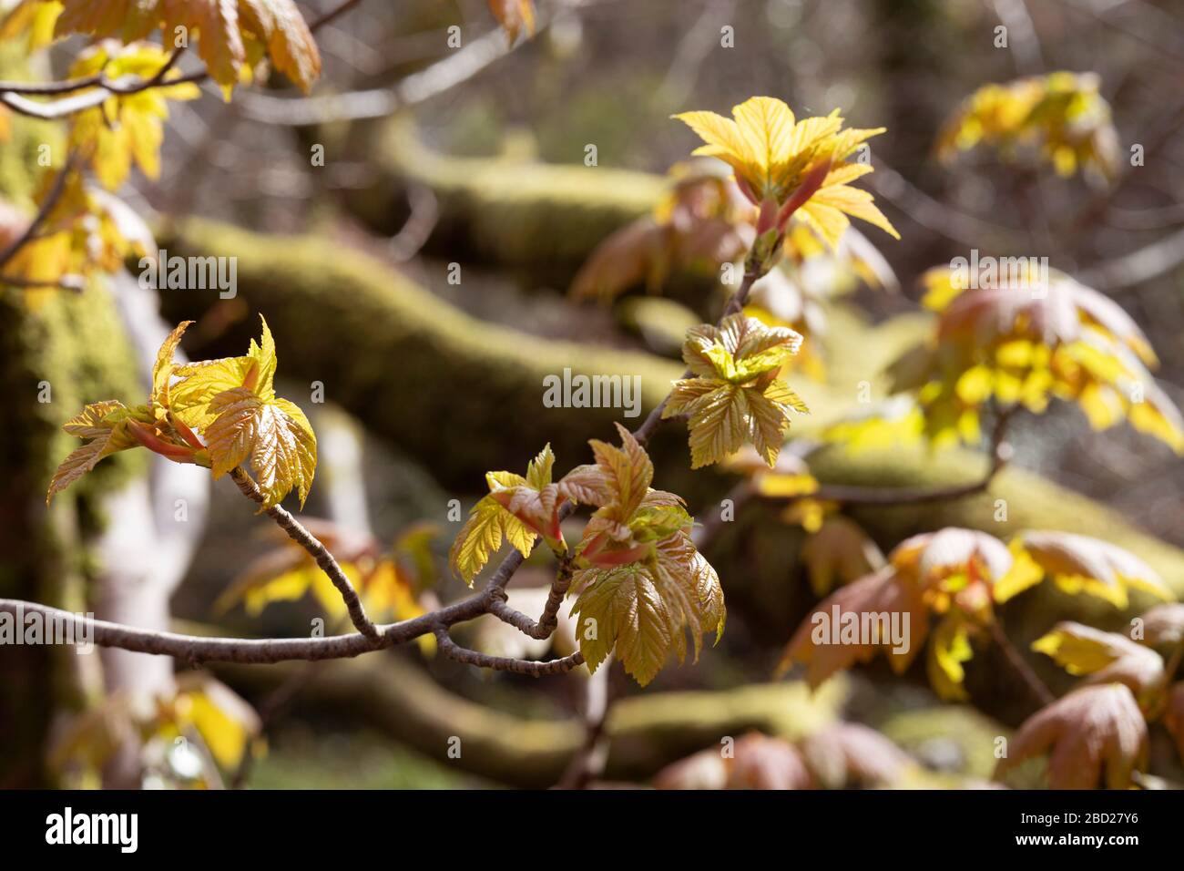 Spring growth, buds and leaves on a tree Stock Photo - Alamy