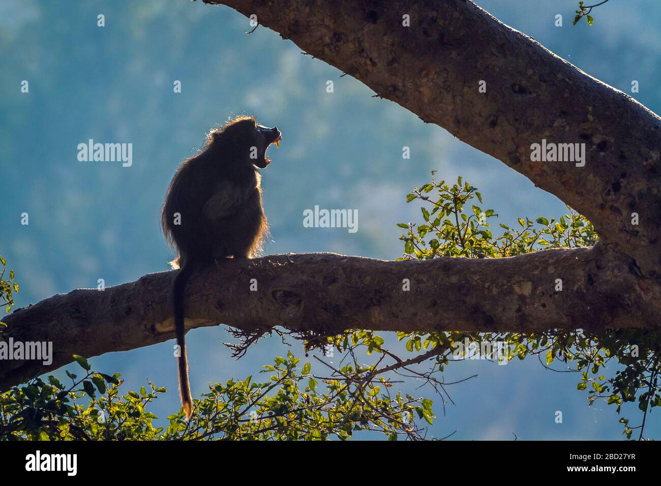 Animal roaring hi-res stock photography and images - Alamy