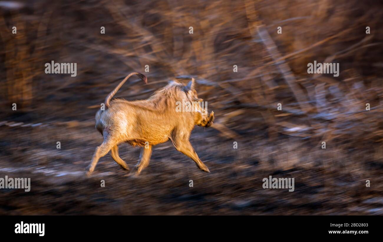 Common warthog running in the bush in Kruger National park, South ...