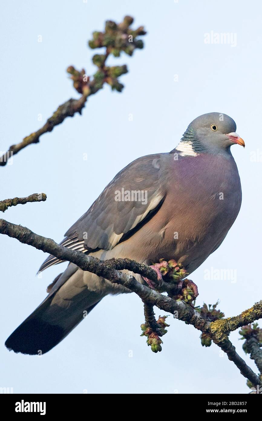 Wood Pigeon (Columba oenas Stock Photo - Alamy