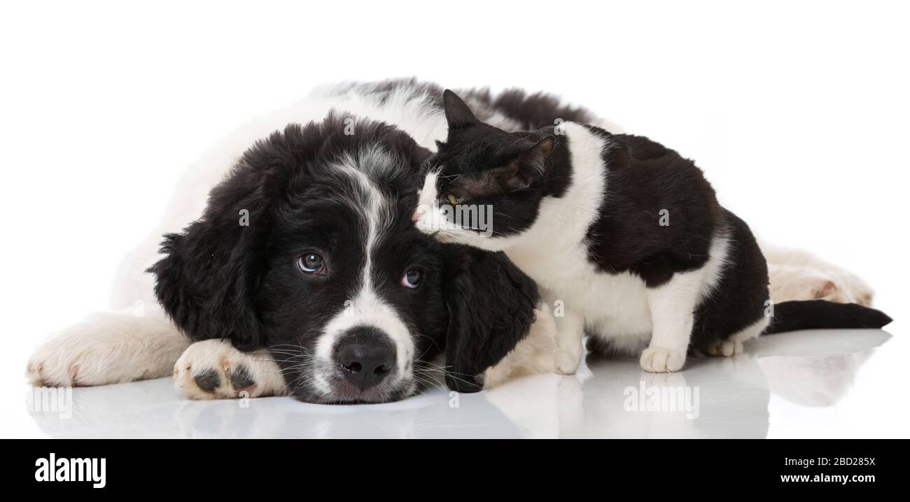 Newfoundland puppy and a cat isolated on white background Stock Photo ...