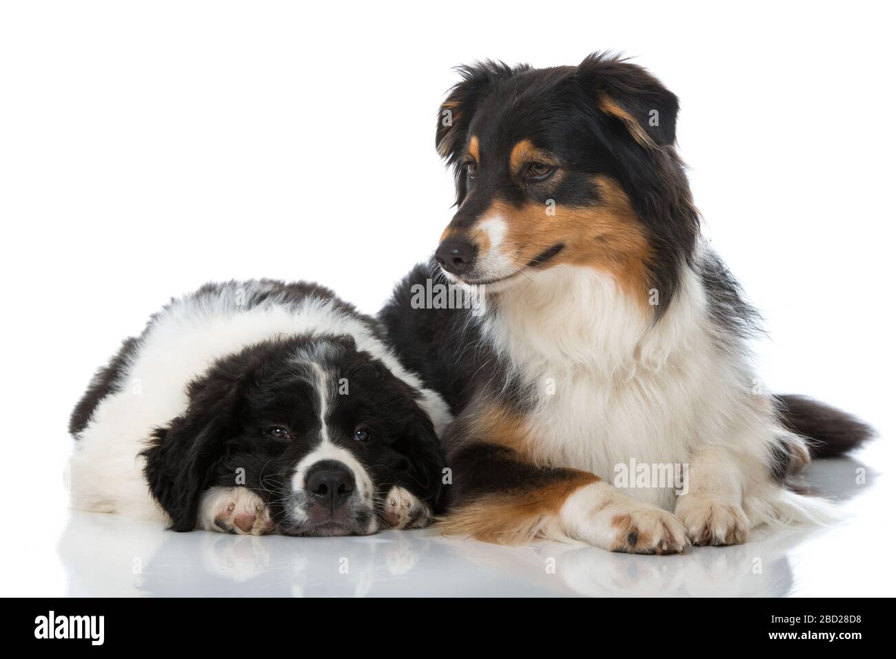 Newfoundland puppy and australian shepherd dog isolated on white ...