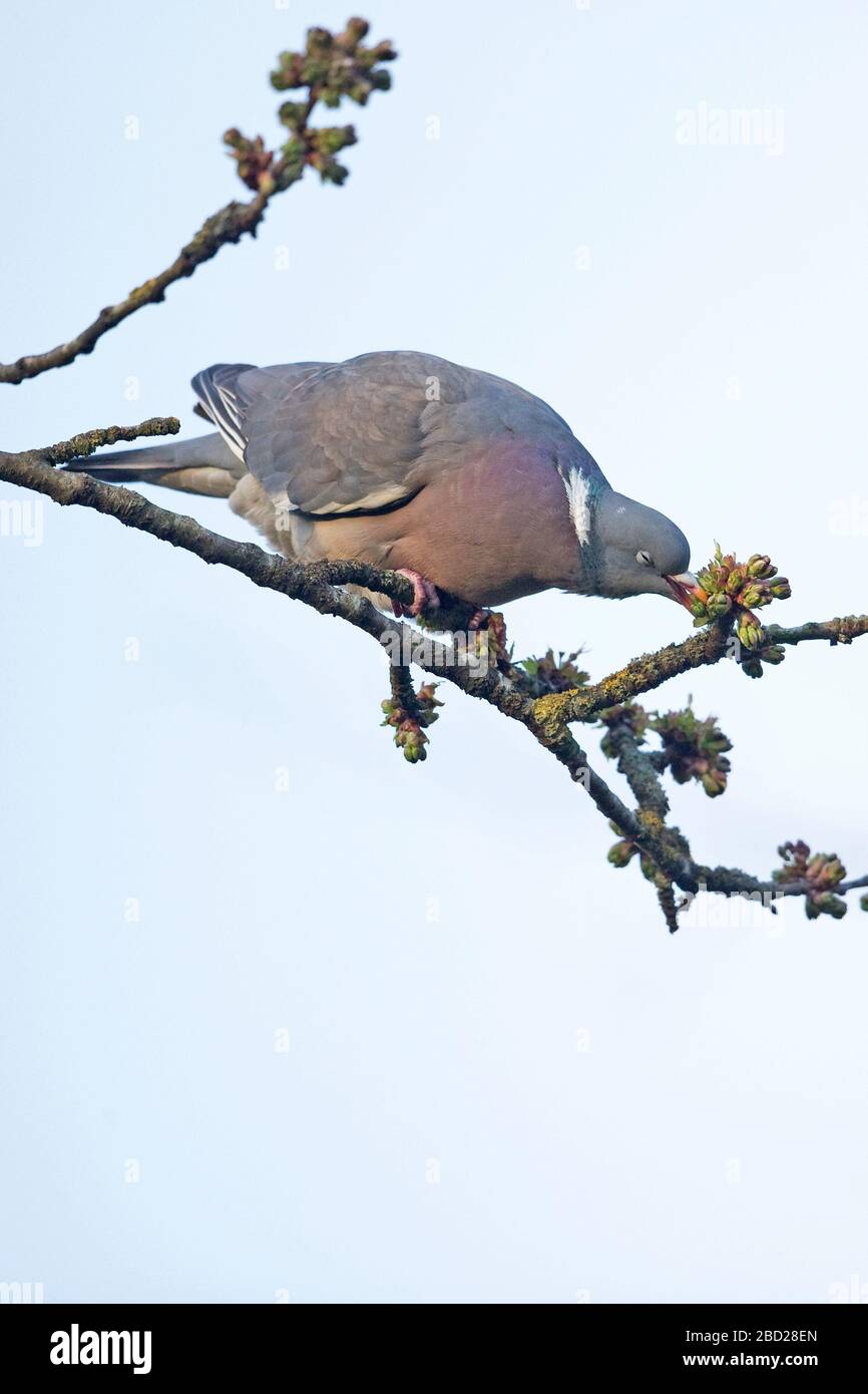 Wood pigeon eating leaves hi-res stock photography and images - Alamy
