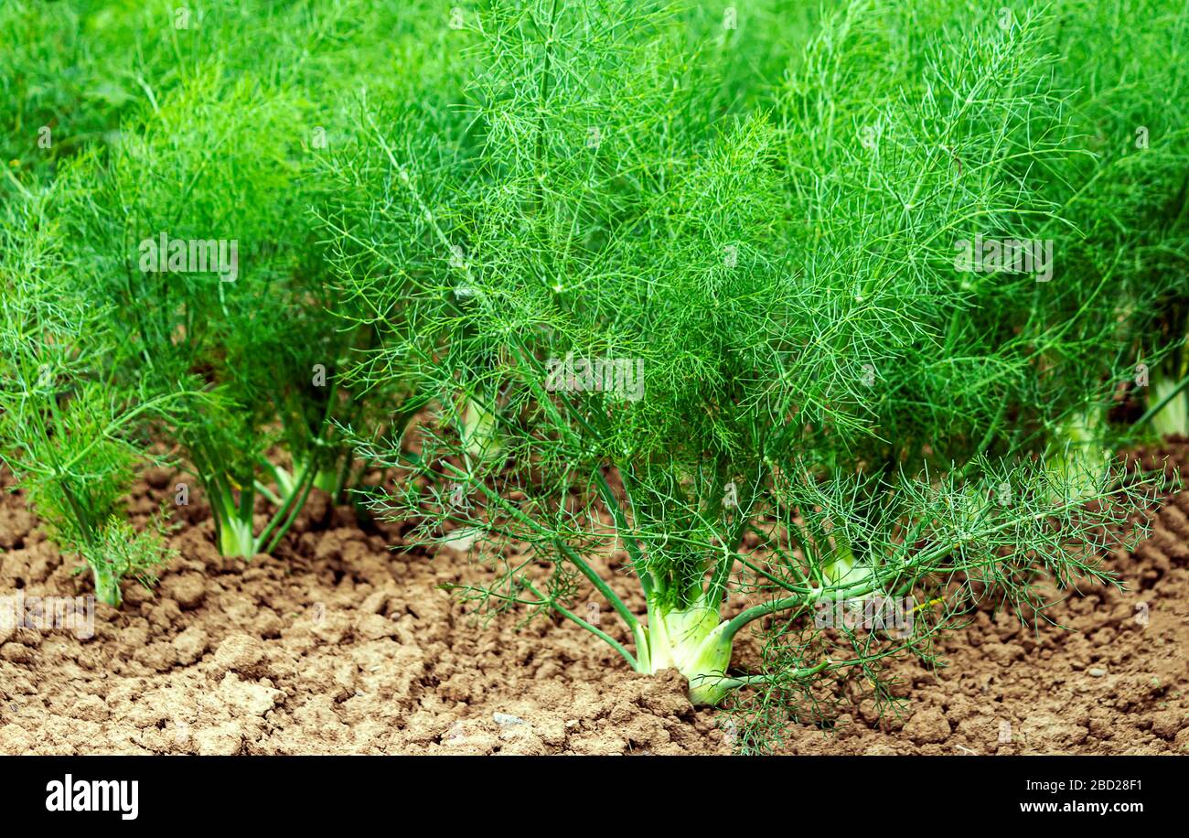 Rows of growing fennel plants at a german organic farm Stock Photo - Alamy