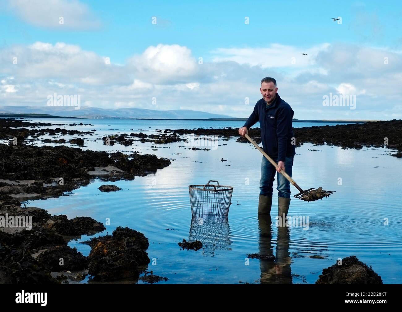 Diarmuid Kelly harvesting native oysters at Clarinbridge, Galway Bay ...