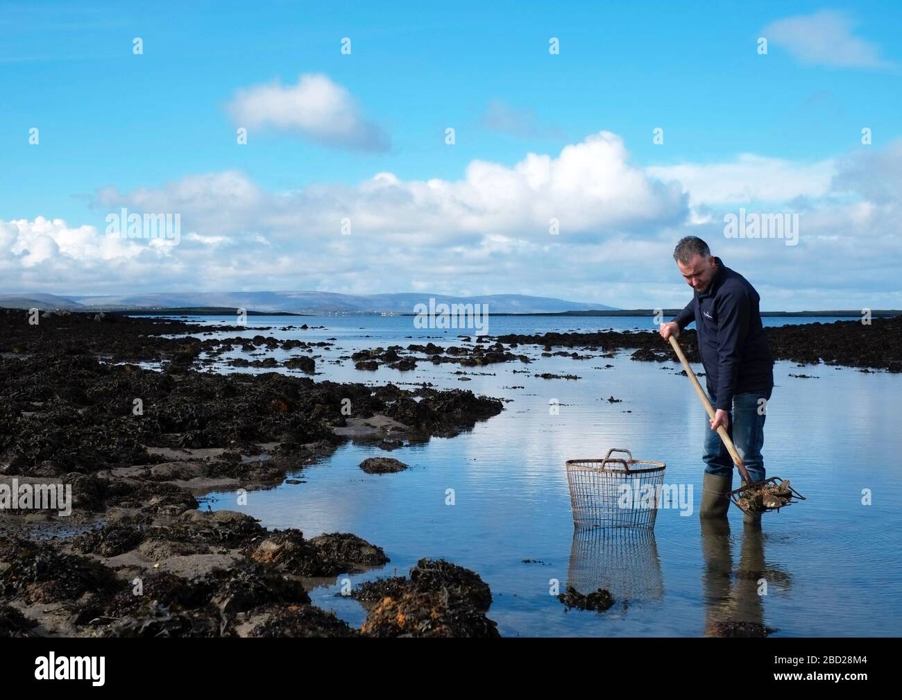 Oyster festival galway hi-res stock photography and images - Alamy