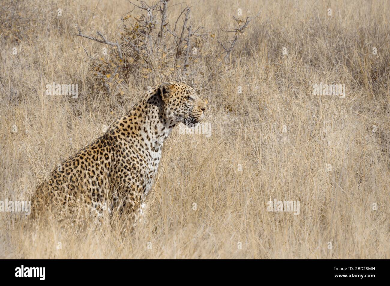 Leopard seated in grass in Kruger National park, South Africa ; Specie ...