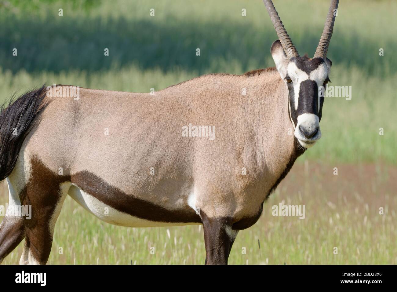 Gemsbok (Oryx gazella), adult female, standing in the tall grass ...