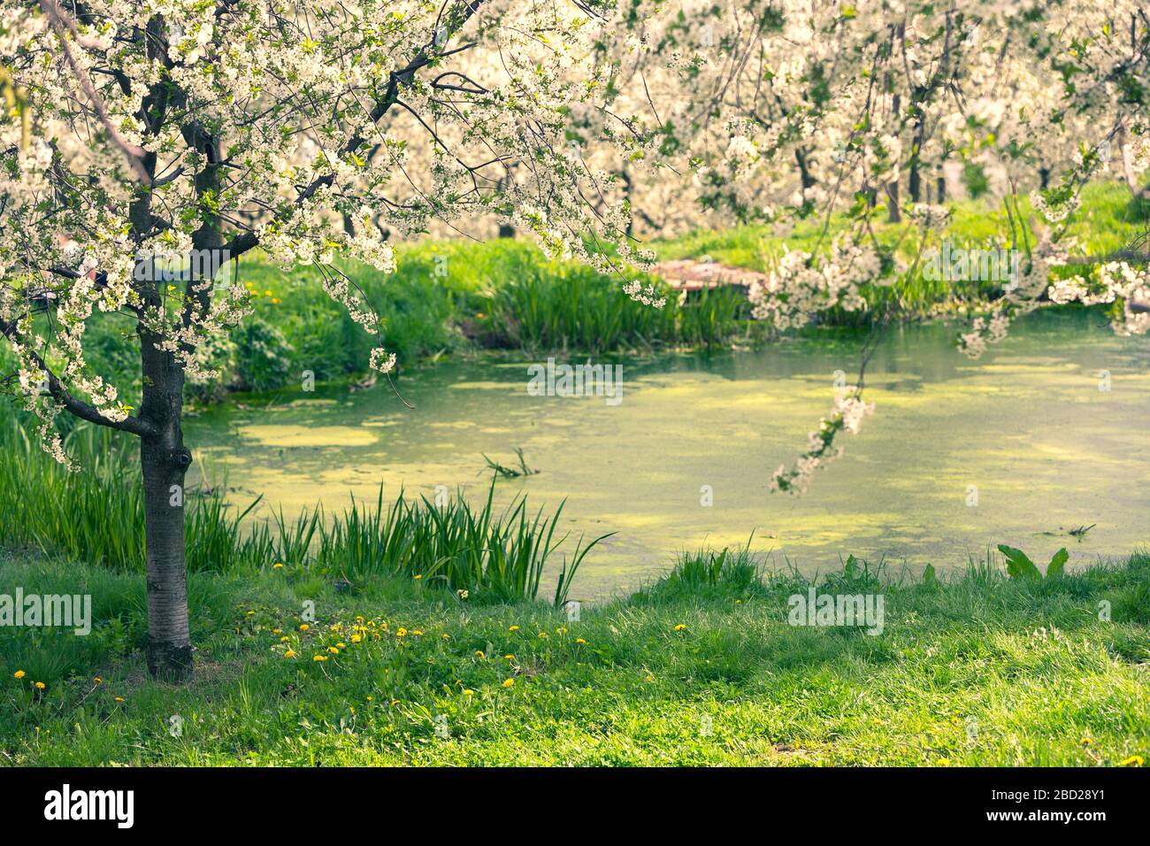 Pond in the apple orchard in spring Stock Photo - Alamy
