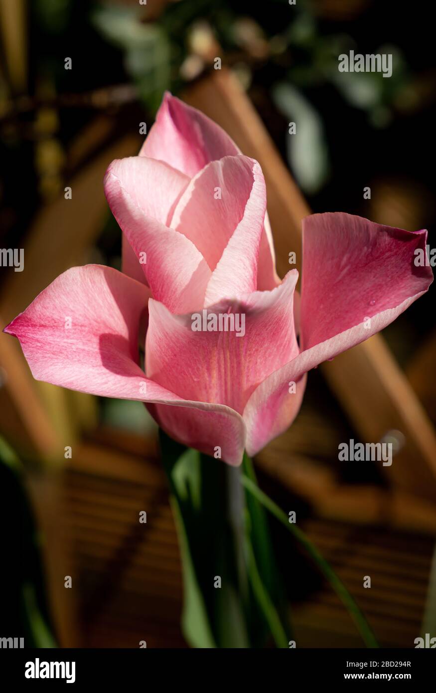 Bloomsoftheday hi-res stock photography and images - Alamy