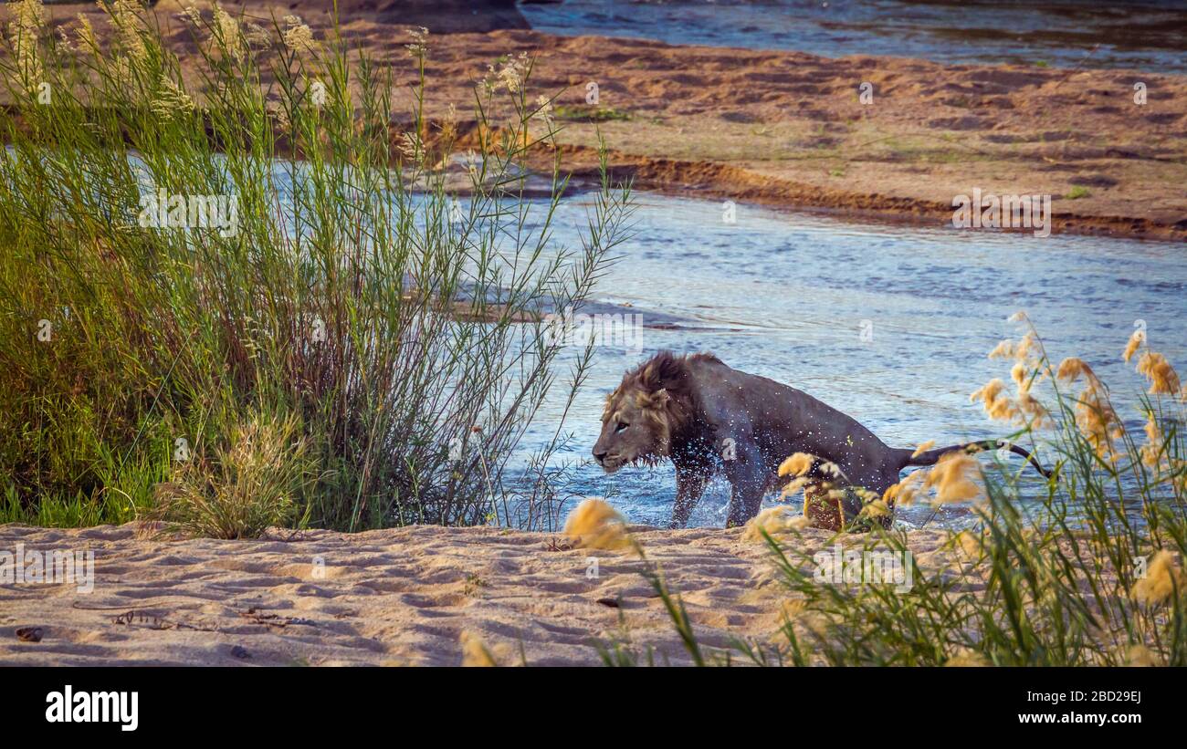 Lion shaking water hi-res stock photography and images - Alamy