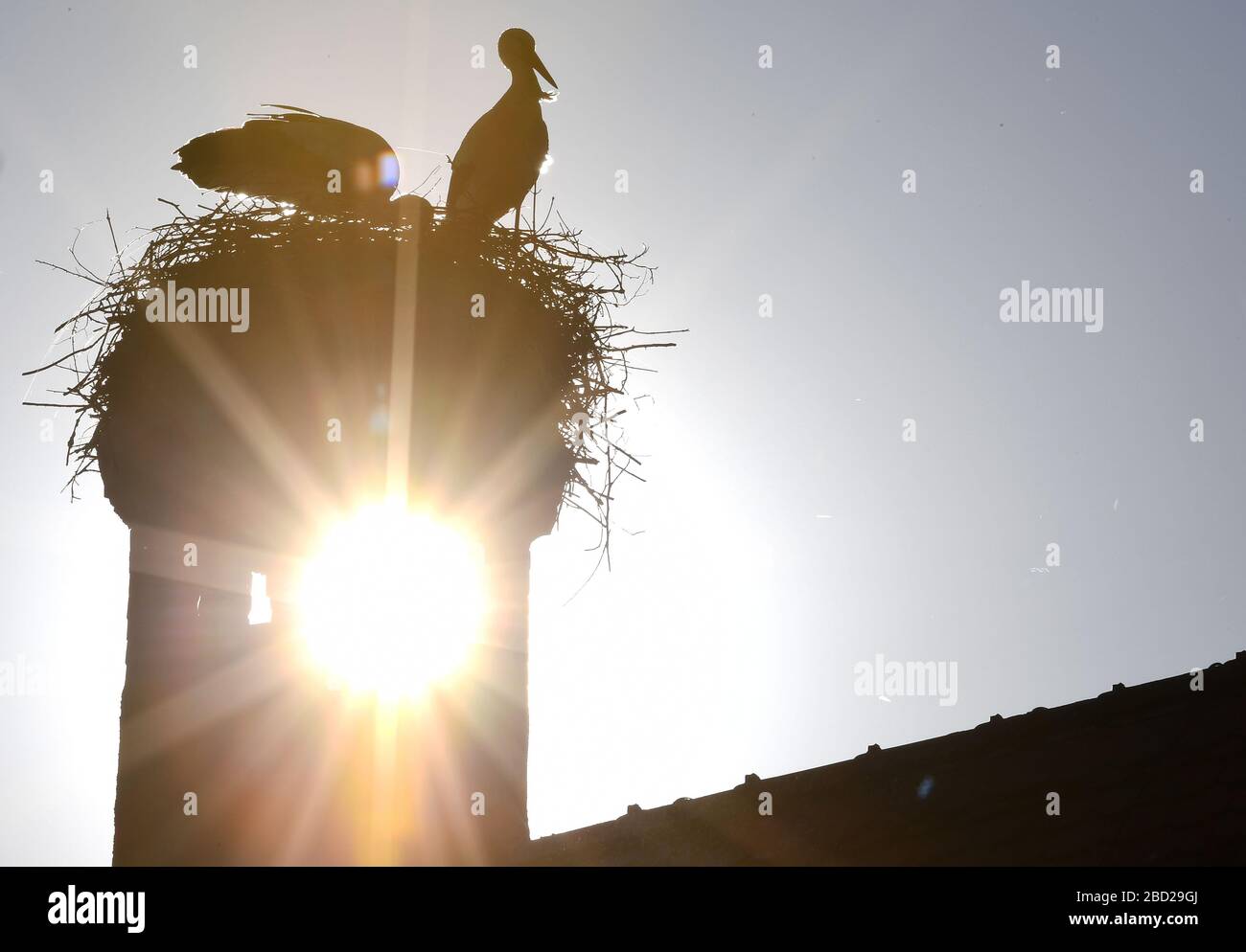 Murnau, Germany. 06th Apr, 2020. A pair of storks is sitting in their ...