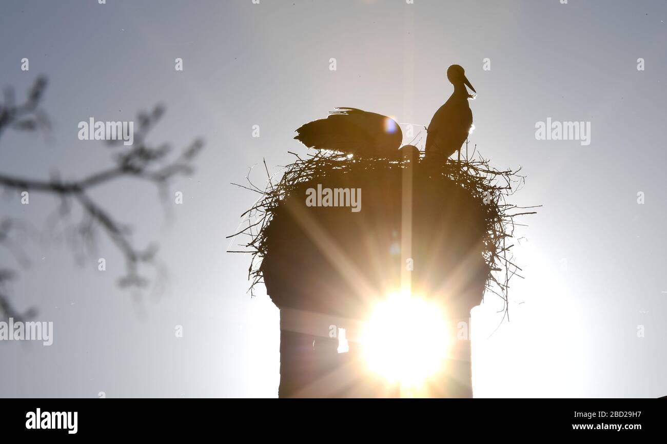 Murnau, Germany. 06th Apr, 2020. A pair of storks is sitting in their ...