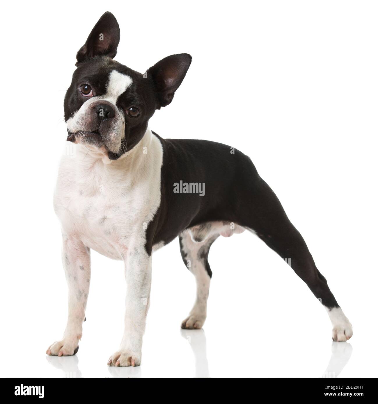 Adult boston terrier isolated on white background Stock Photo - Alamy
