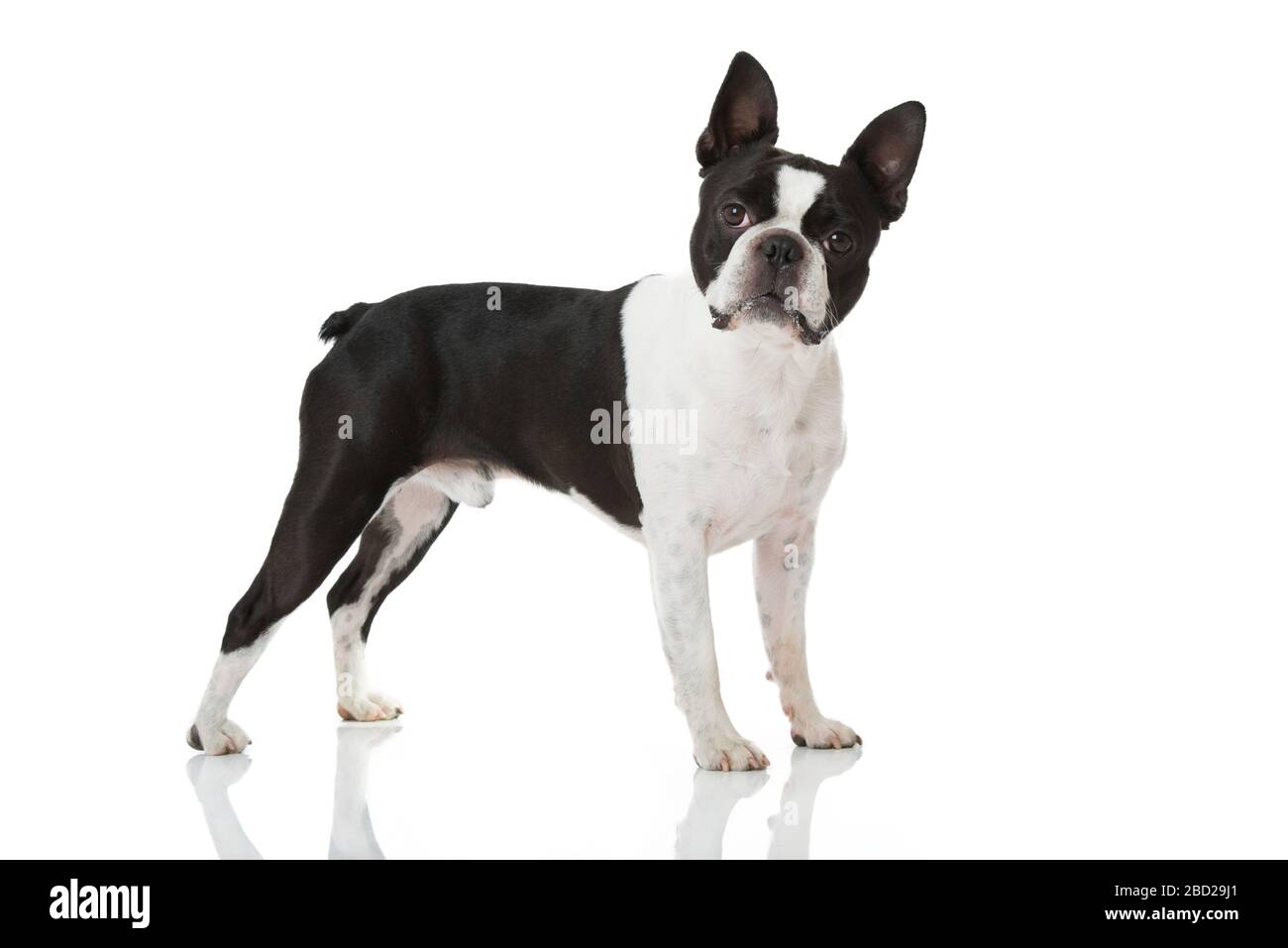 Adult boston terrier isolated on white background Stock Photo - Alamy