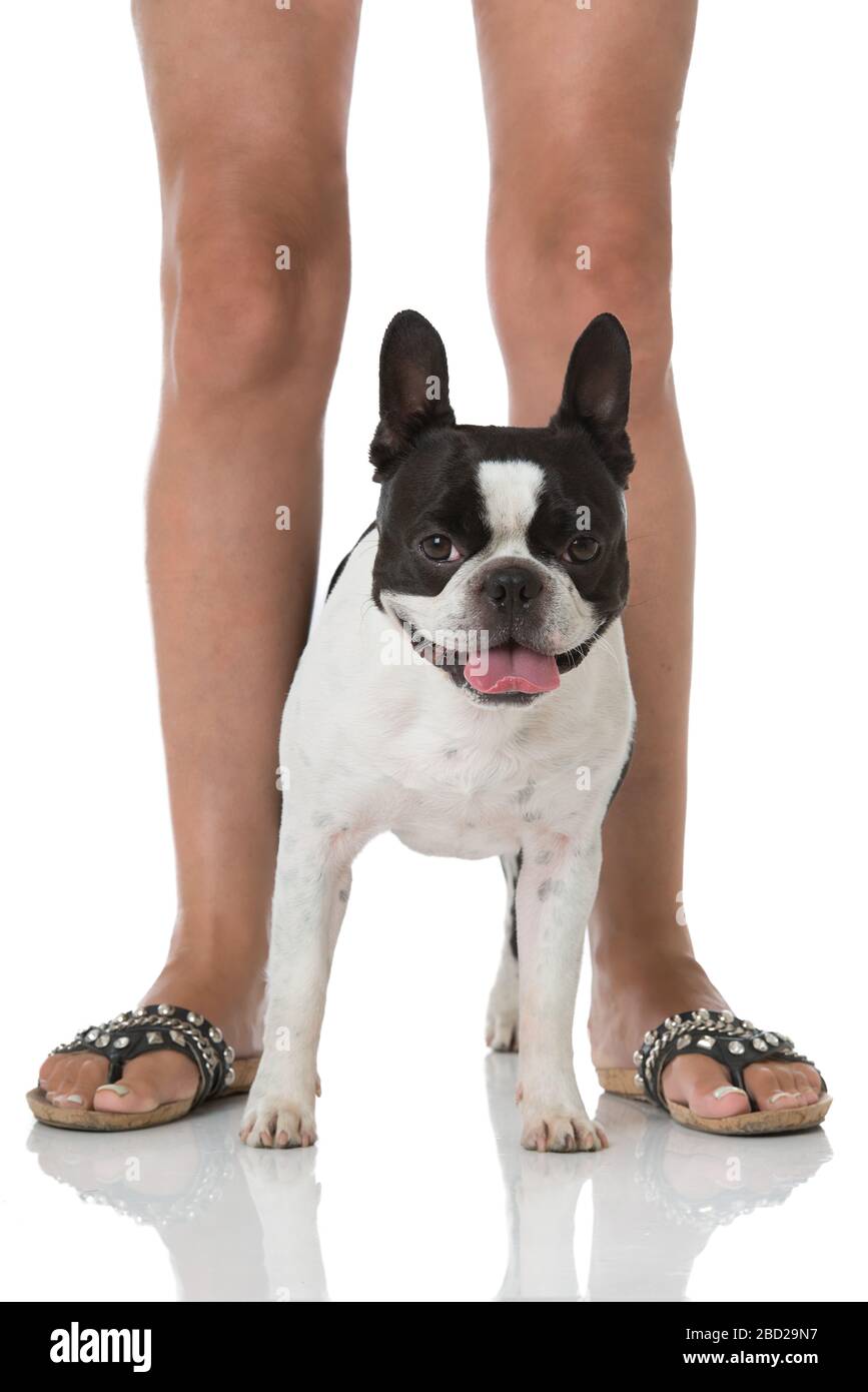Adult boston terrier isolated on white background Stock Photo - Alamy