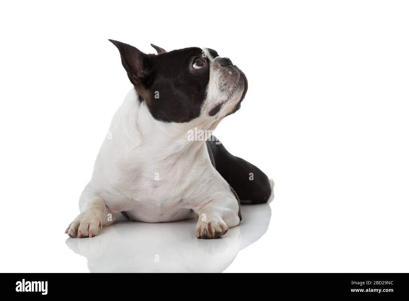 Adult boston terrier isolated on white background Stock Photo - Alamy