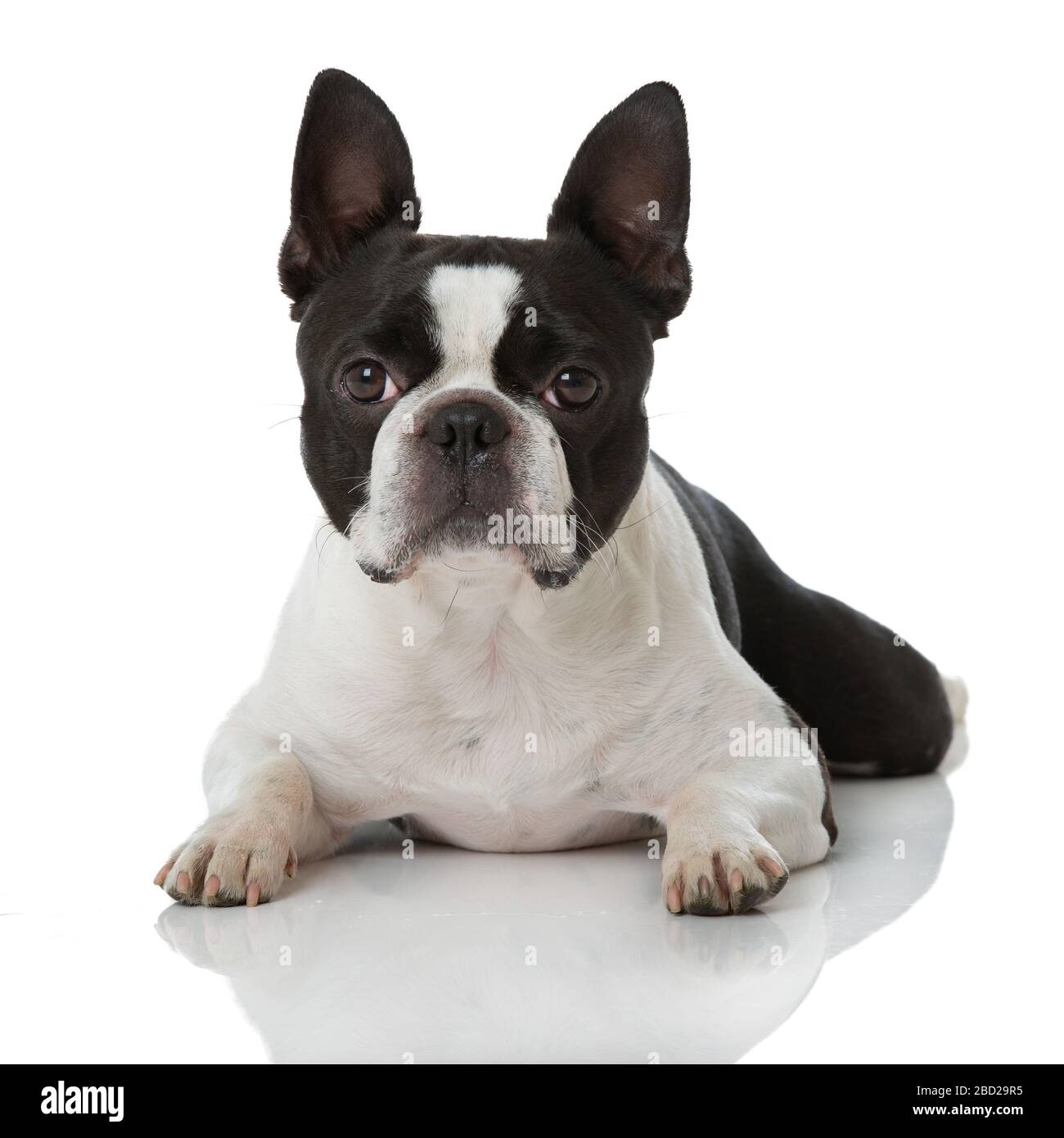 Adult boston terrier isolated on white background Stock Photo - Alamy