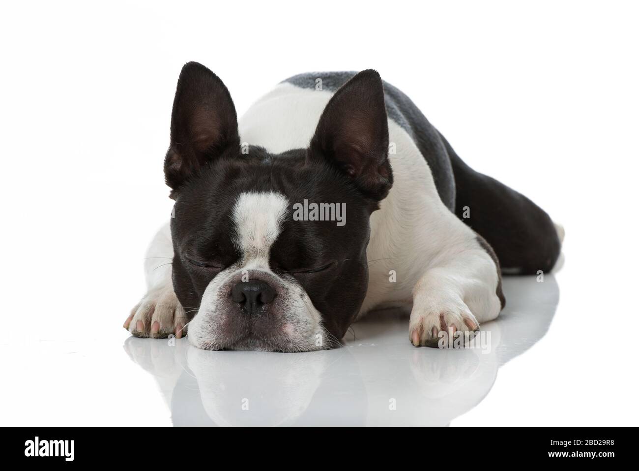 Adult boston terrier isolated on white background Stock Photo - Alamy