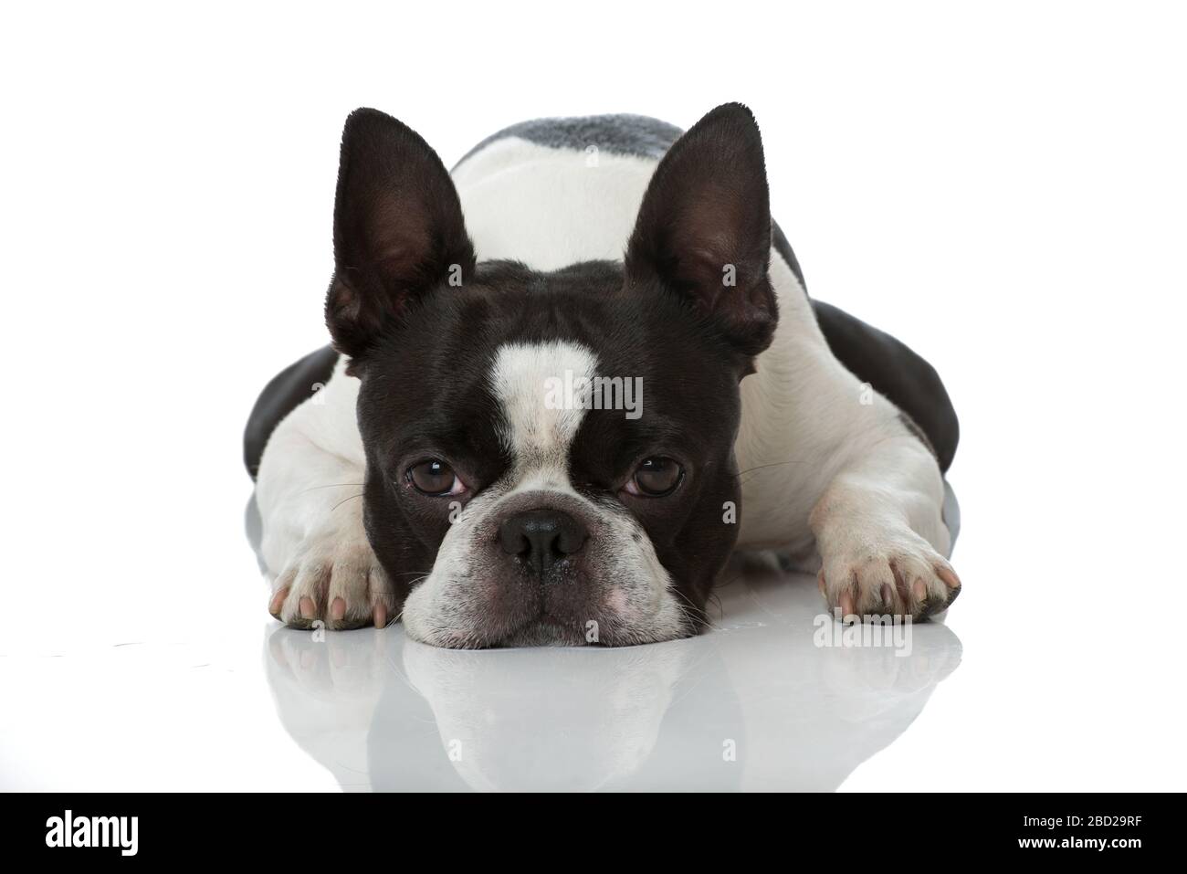 Adult boston terrier isolated on white background Stock Photo - Alamy
