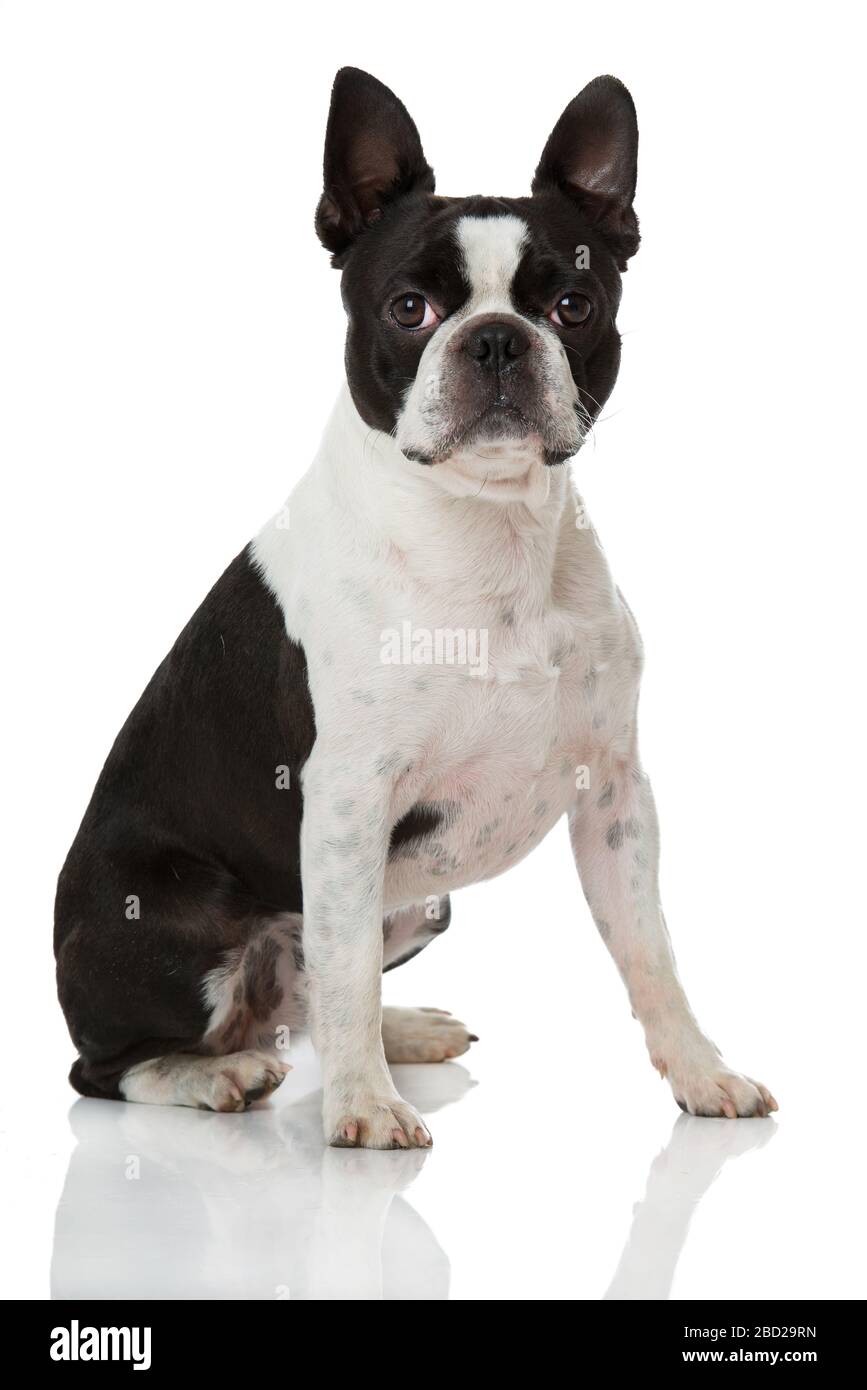 Adult boston terrier isolated on white background Stock Photo - Alamy