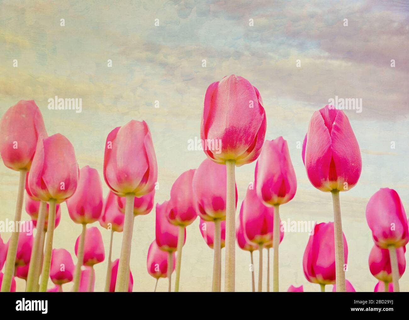 Pink tulips reaching for the sky. Texture effect added Stock Photo - Alamy