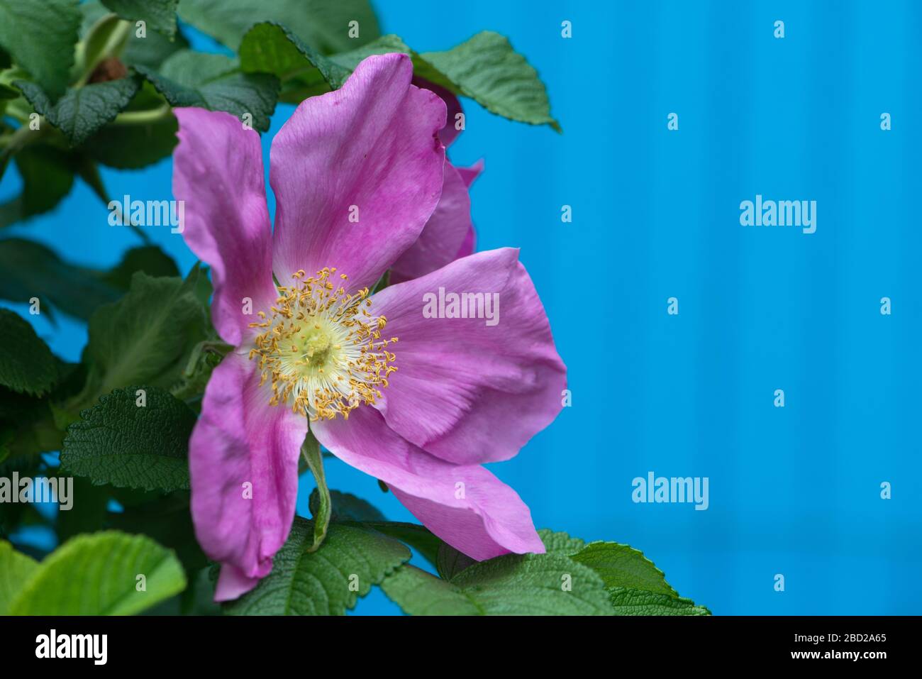 Dog roses in a garden Stock Photo - Alamy