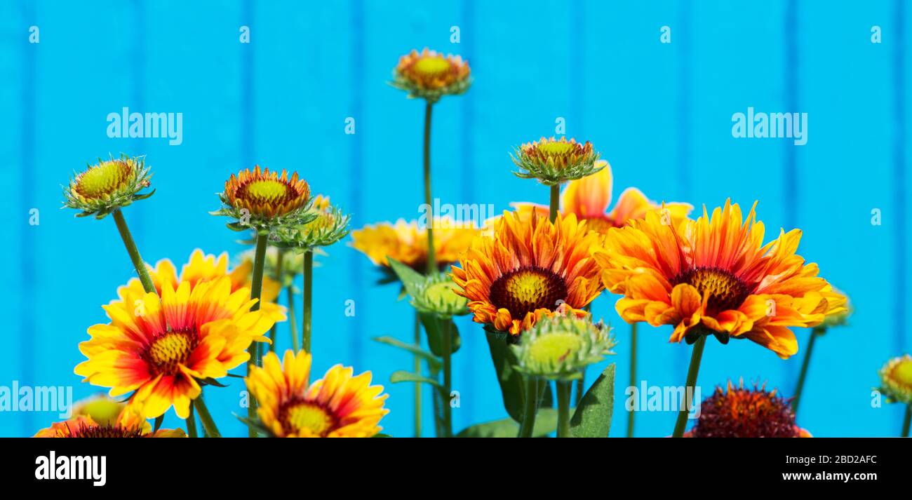 Orange cockades hi-res stock photography and images - Alamy